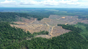 Massive deforestation in Borneo destroying Orangutan habitat